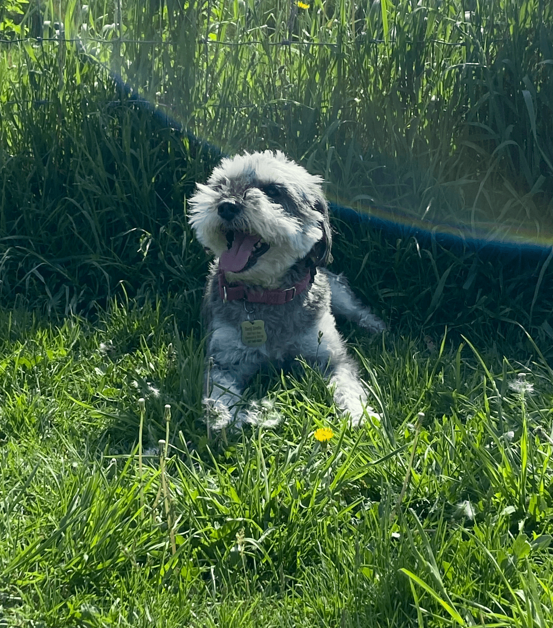 June Pet of the Month - StrawPoll