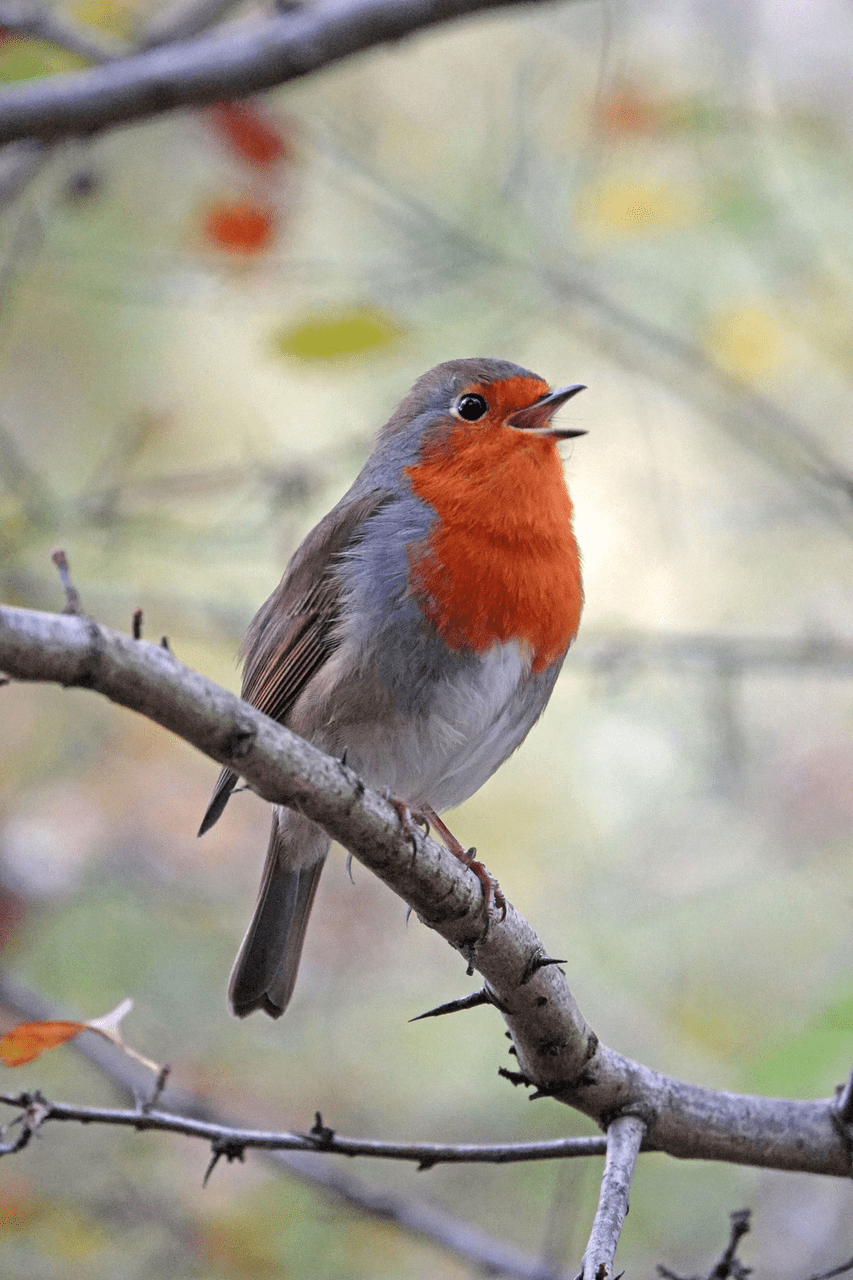 Autumn 2024 Bird Photography Competition - Semi-final 1 - StrawPoll