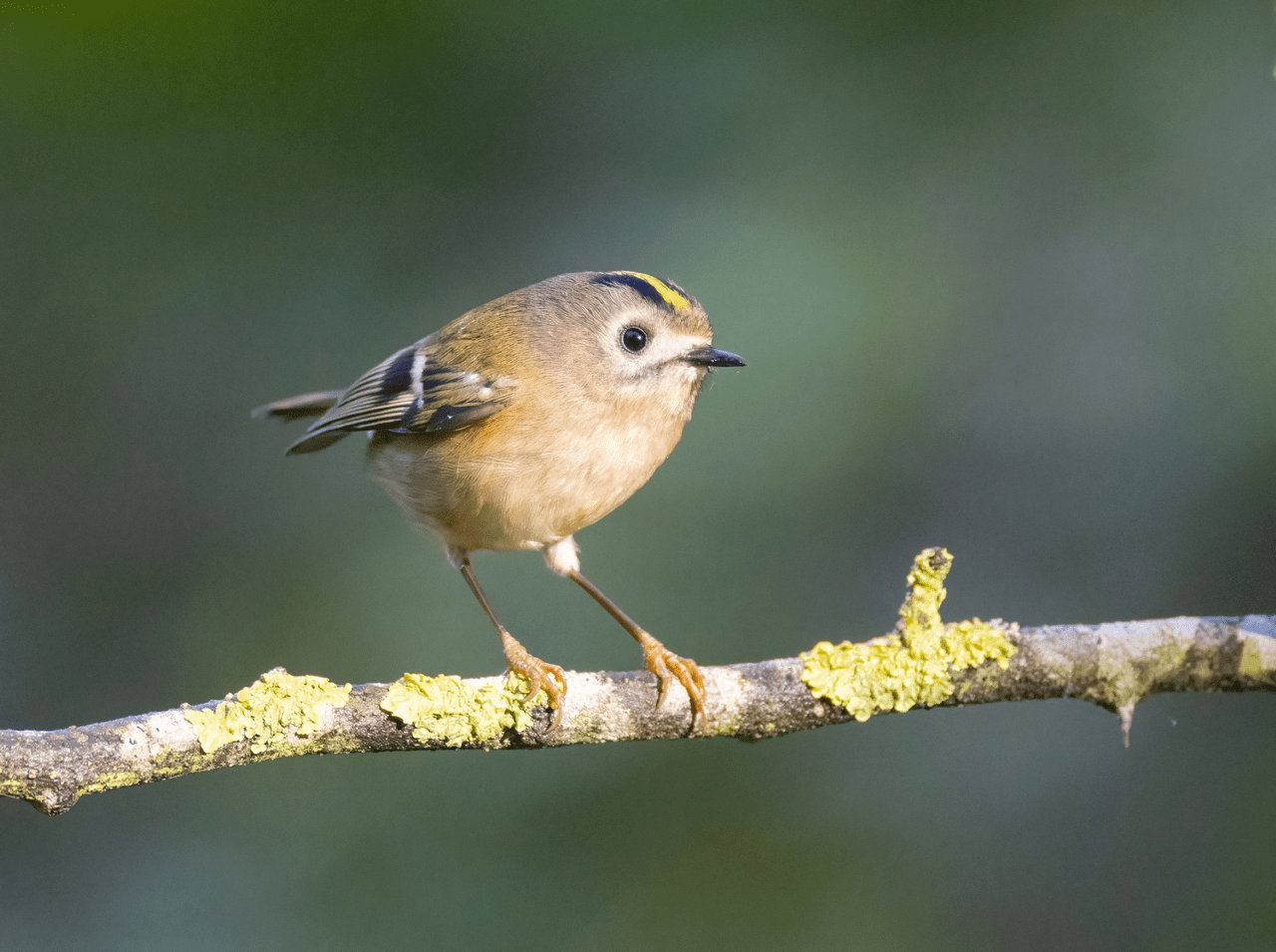 Autumn 2023 Bird Photography Competition - THE FINAL! - StrawPoll