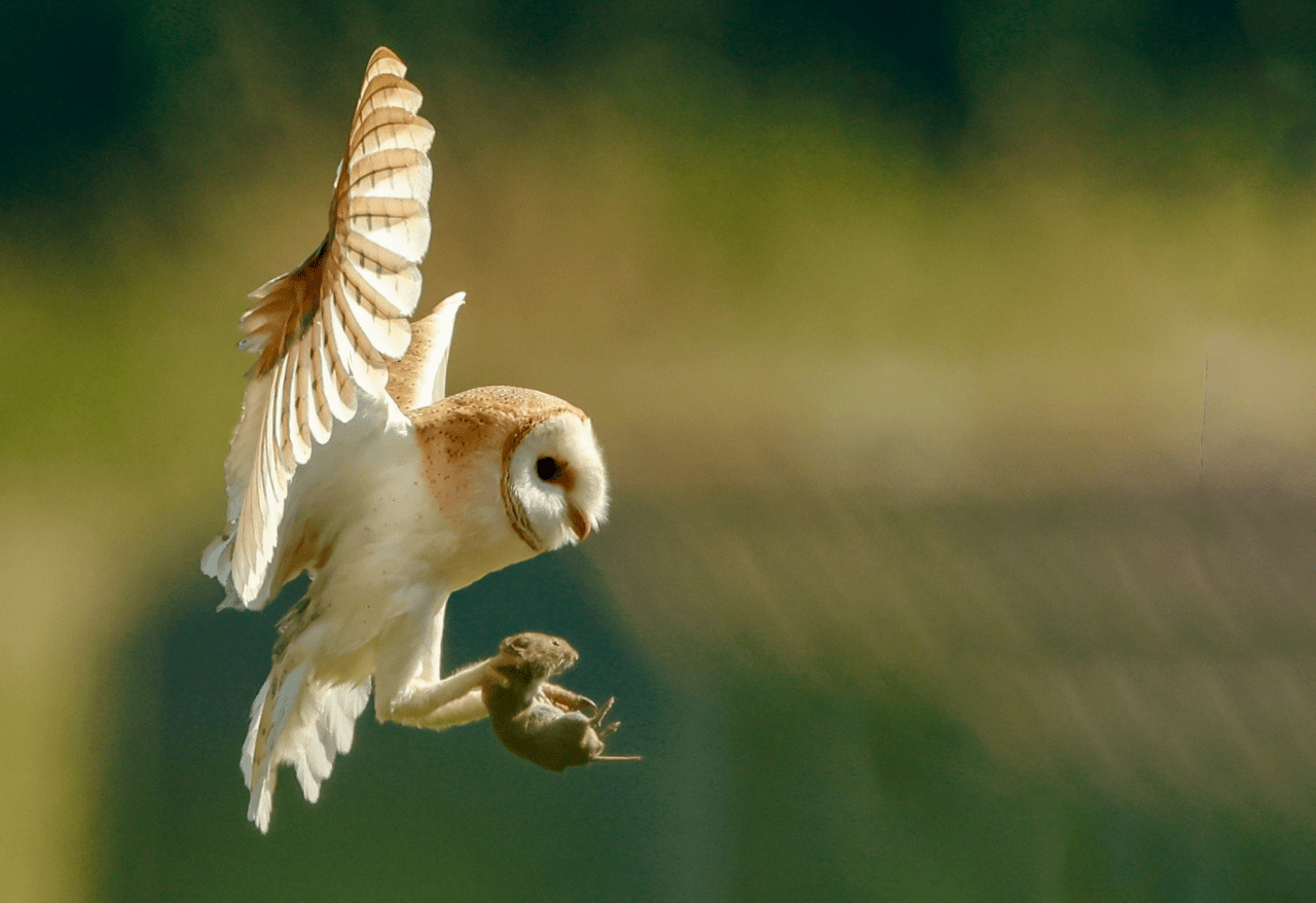 Summer 2023 Bird Photography Competition FINAL - StrawPoll.com